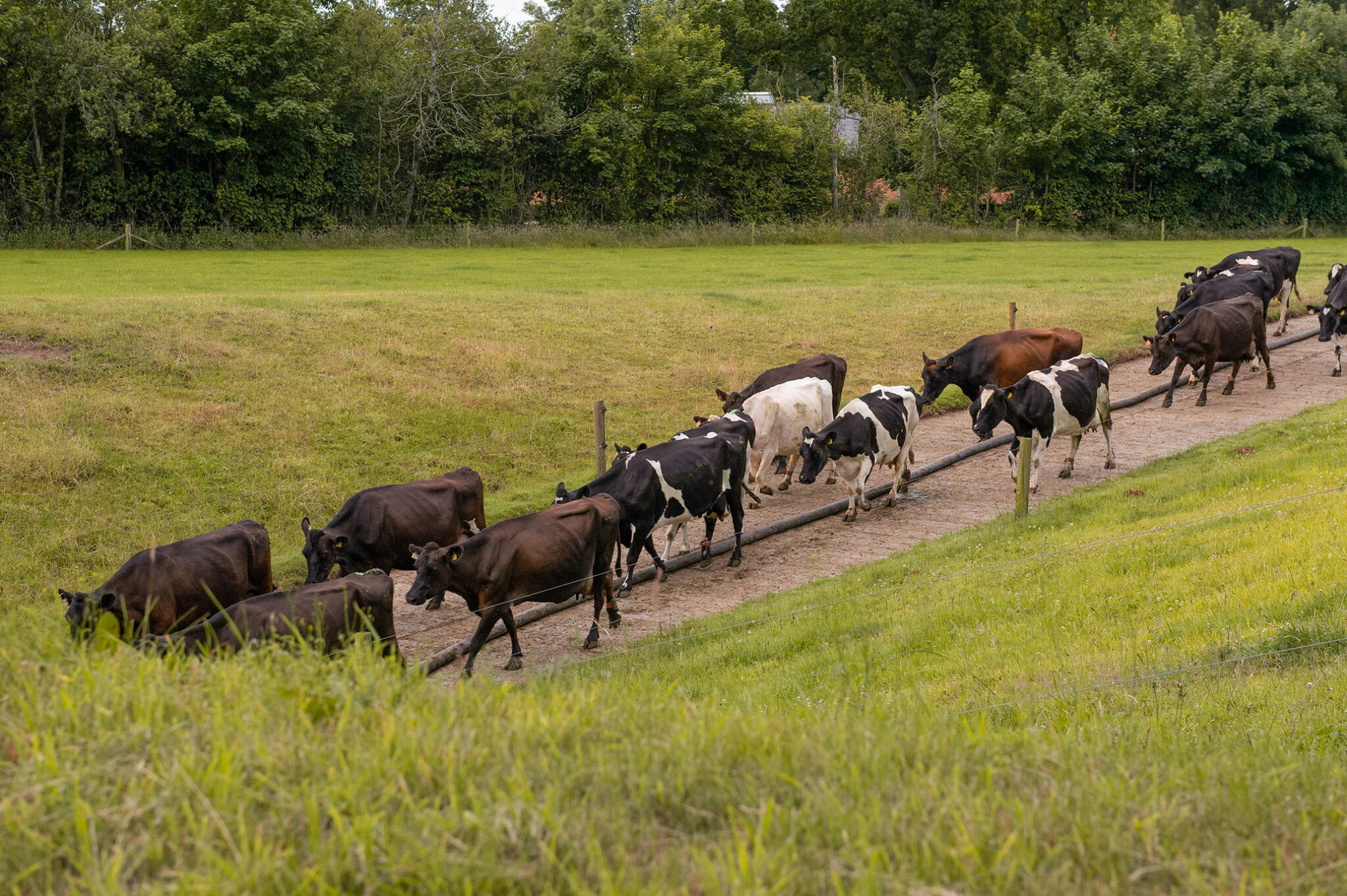 Dairy - Sansaw Estate