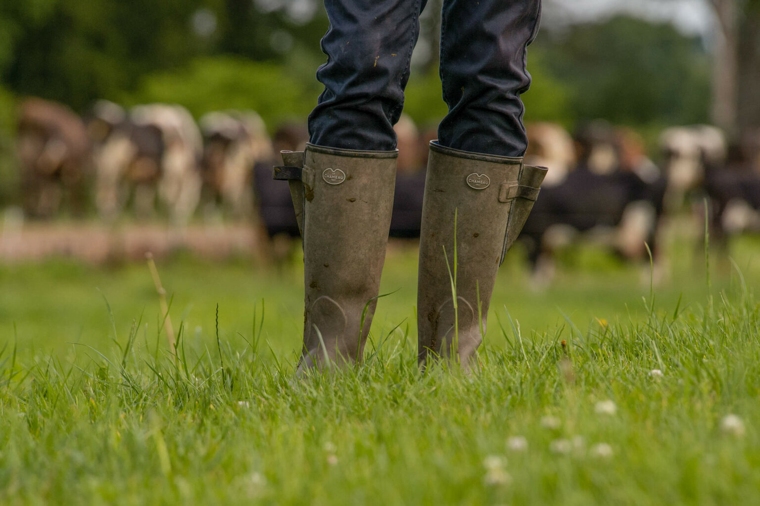 Dairy - Sansaw Estate