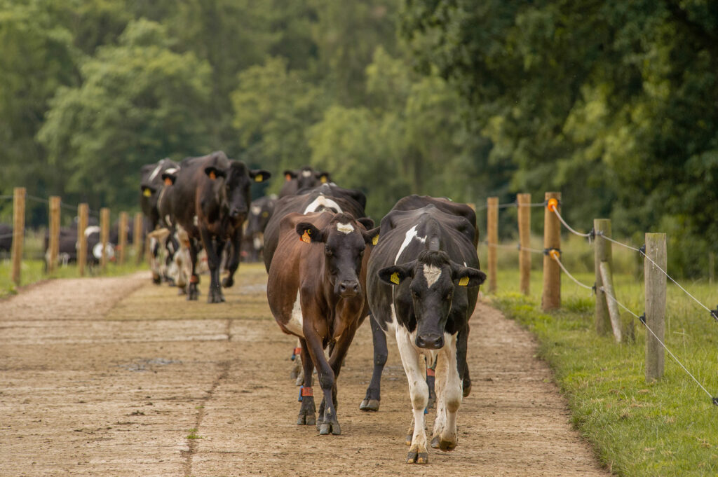 Dairy - Sansaw Estate